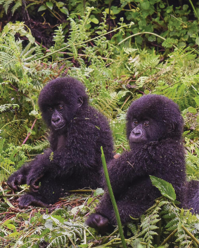 Every year Silverbacks Park adopts baby gorillas to help secure that ...